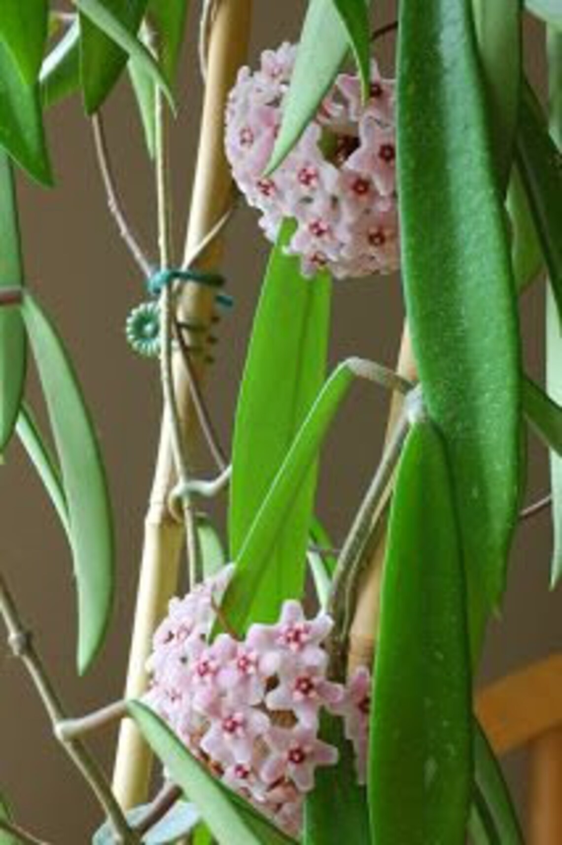 Hoya Cv. Minibelle - Etsy