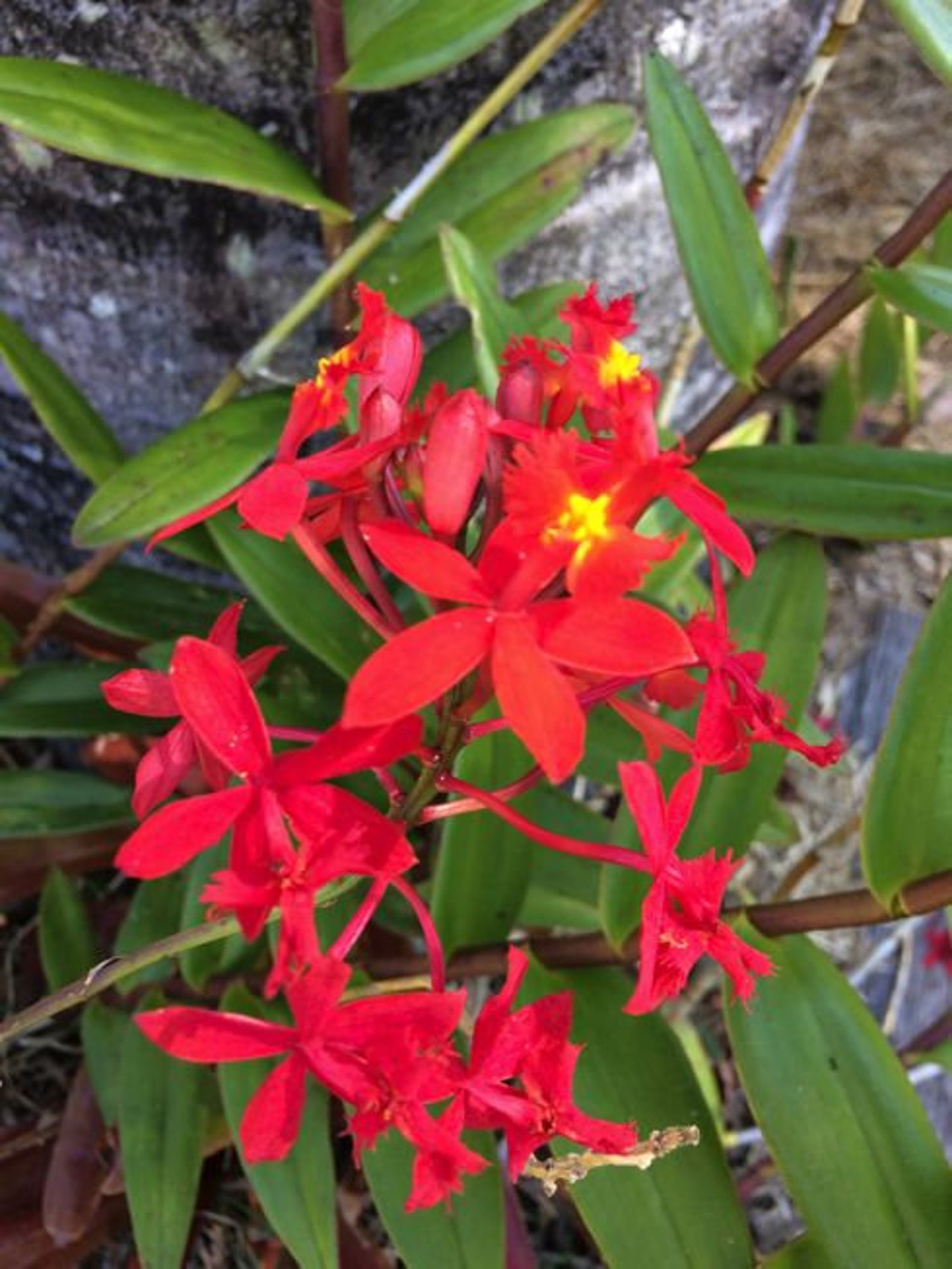 Epidendrum Ibaguense Red - Etsy