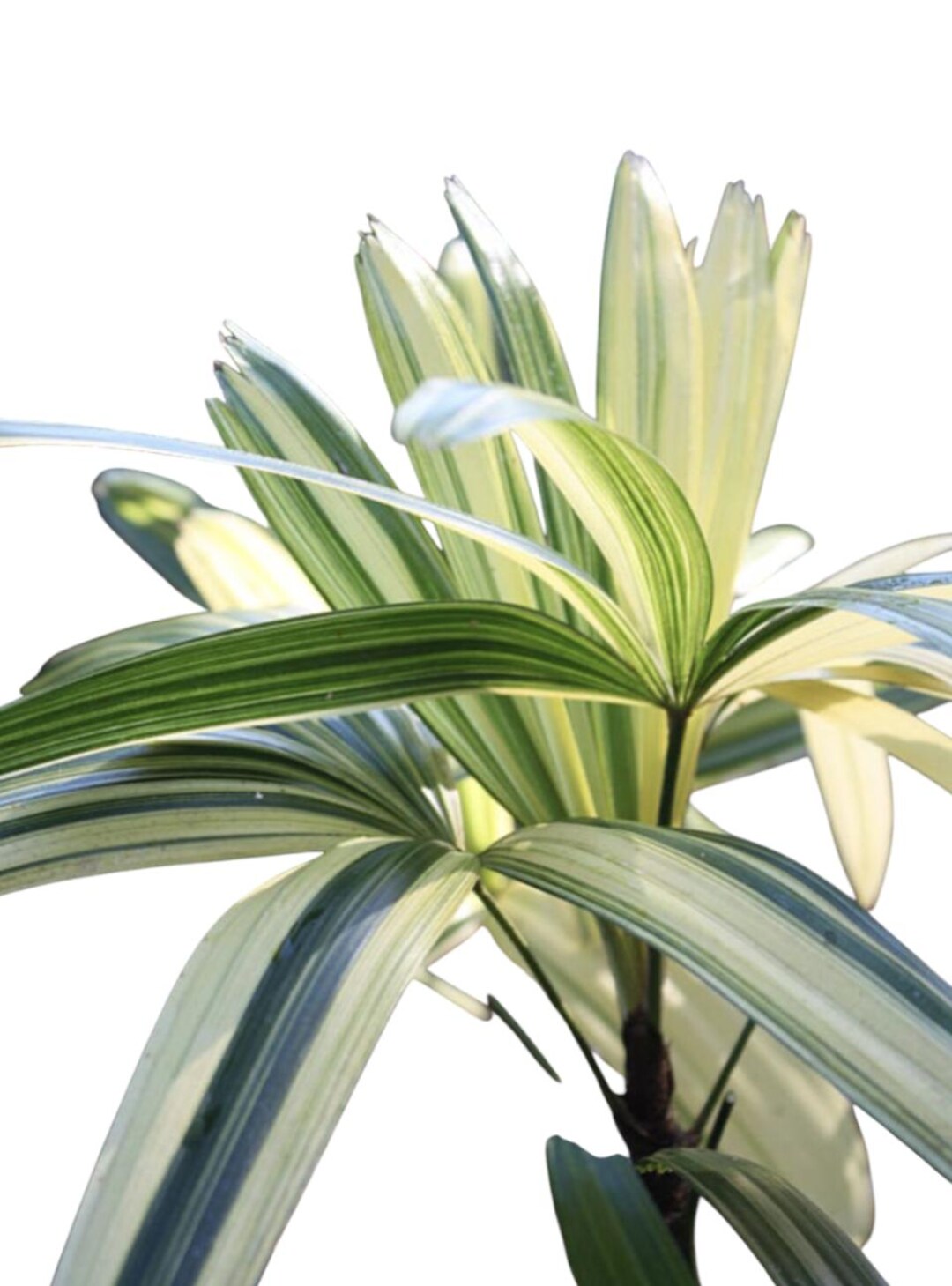 Rarepalm Tree - Variegated Rhapis Excelsa Lady Palm - Etsy