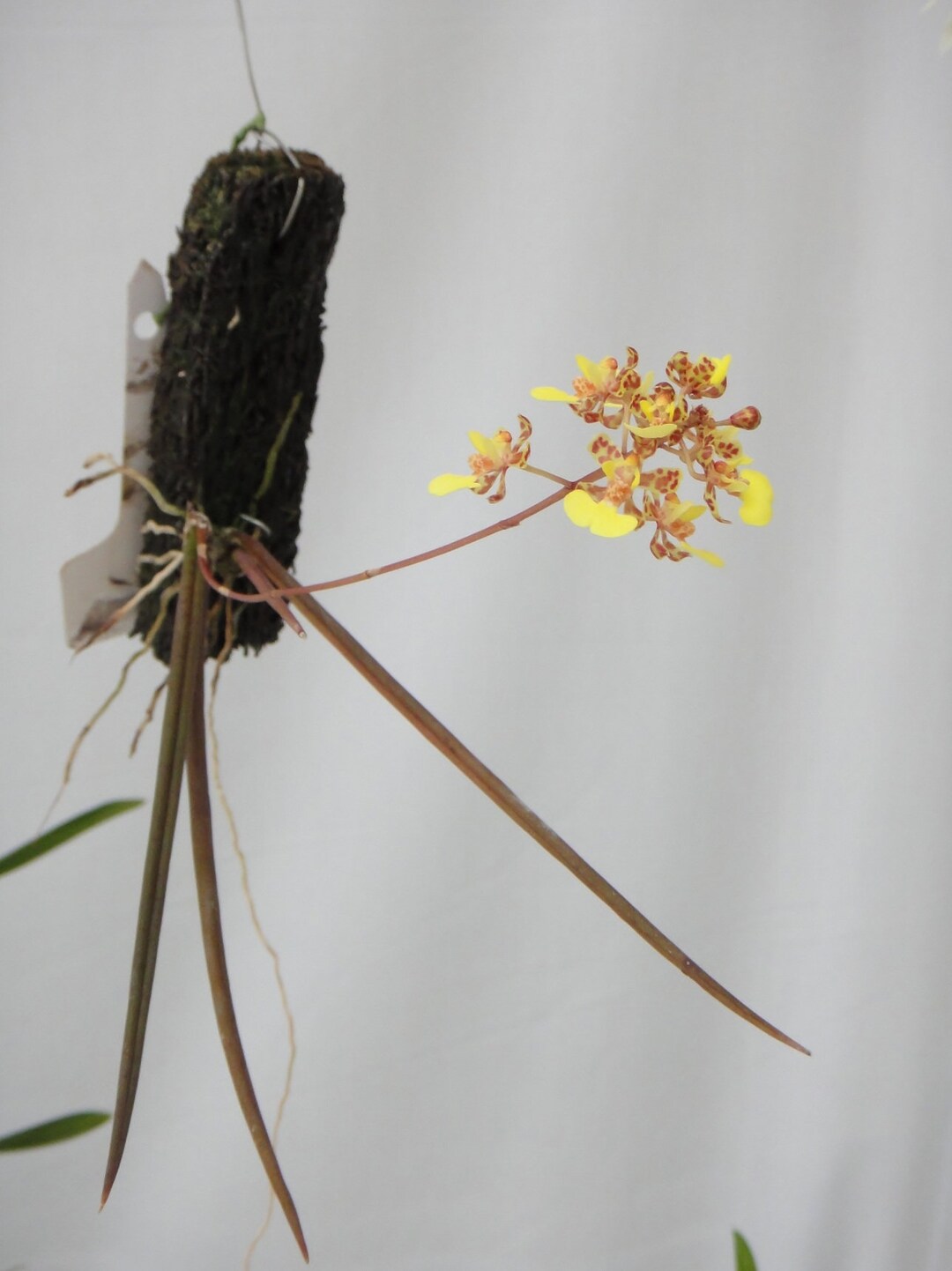 RARE - Orchid Trichocentrum Jacquin ' Oncidium Cebolleta' - Etsy