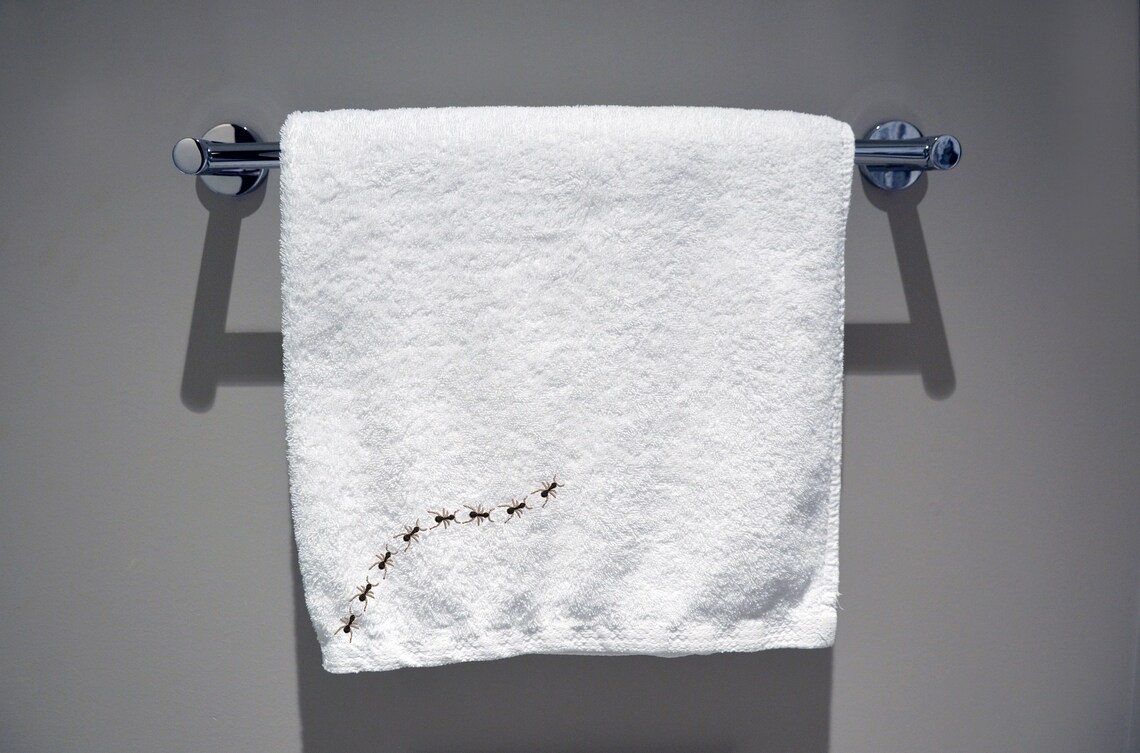 Ant Ants Anthill Machine Embroidery Design 6 Size INSTANT - Etsy