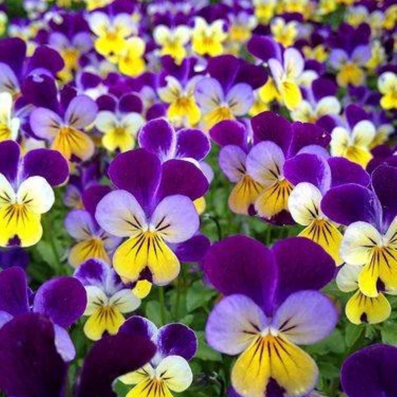 Johnny Jump Up - Etsy