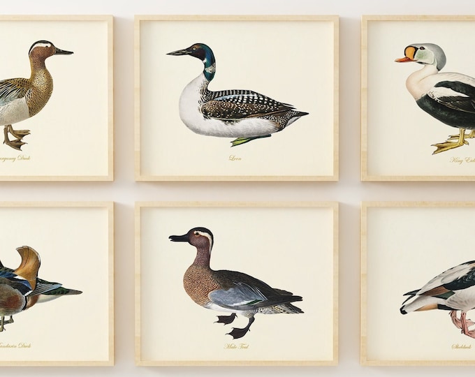 Duck Art Bird Wall Art Waterfowl Paintings Giclee Wall Art Vintage Duck ...
