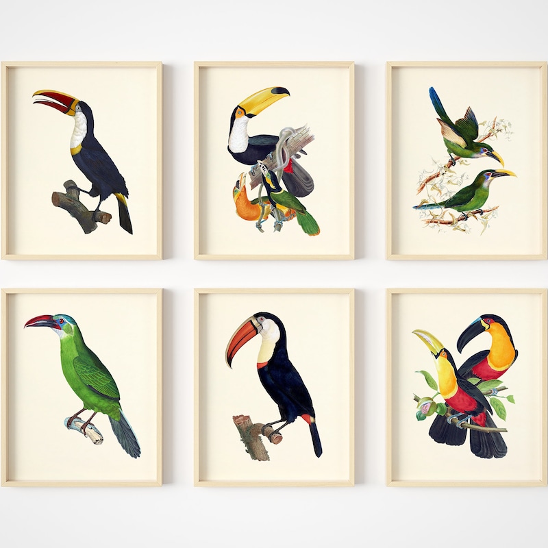 Toucan Poster - Etsy