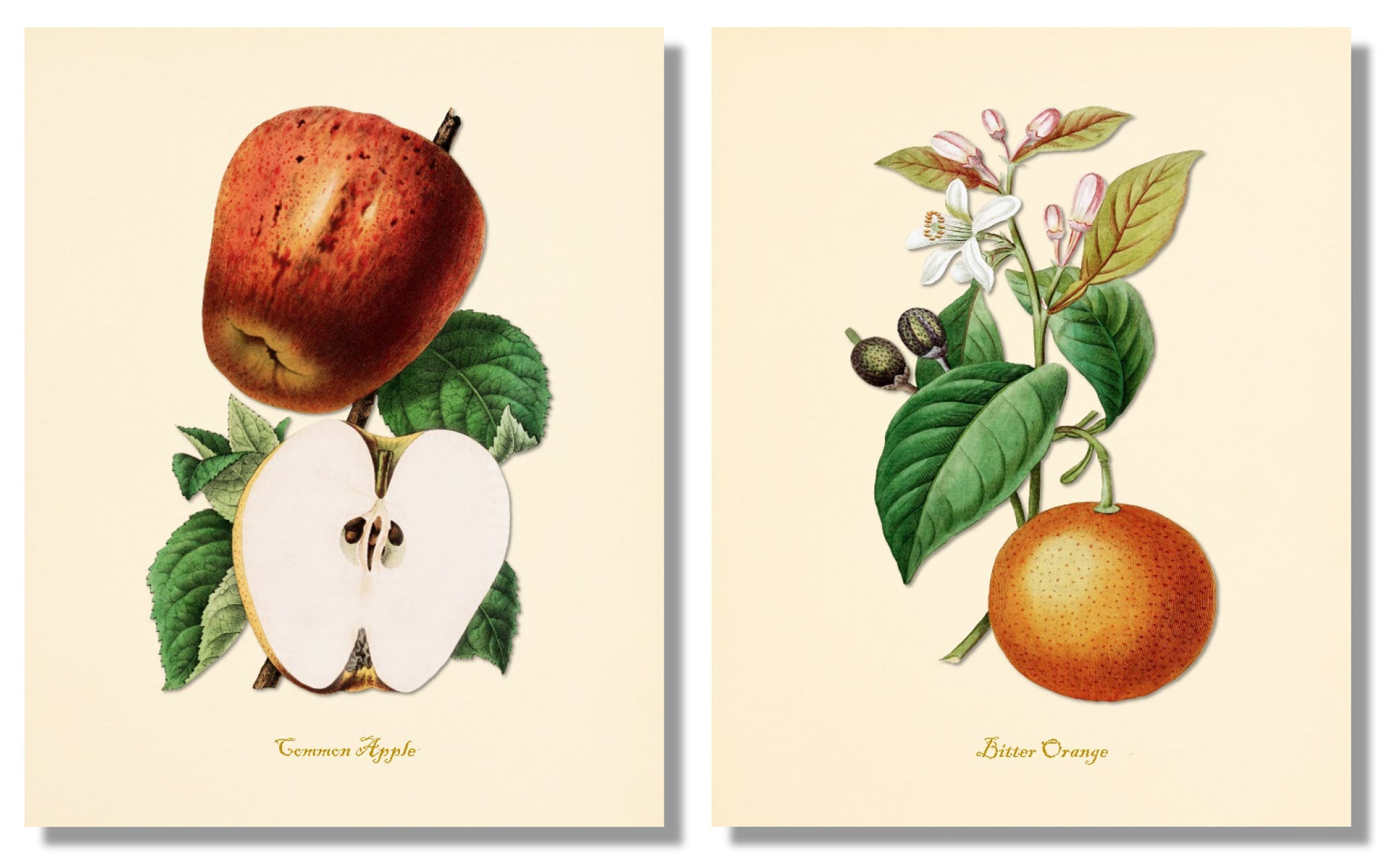 Vintage Fruit Art Prints (set of 6) - Kitchen Wall Decor - Botanical ...