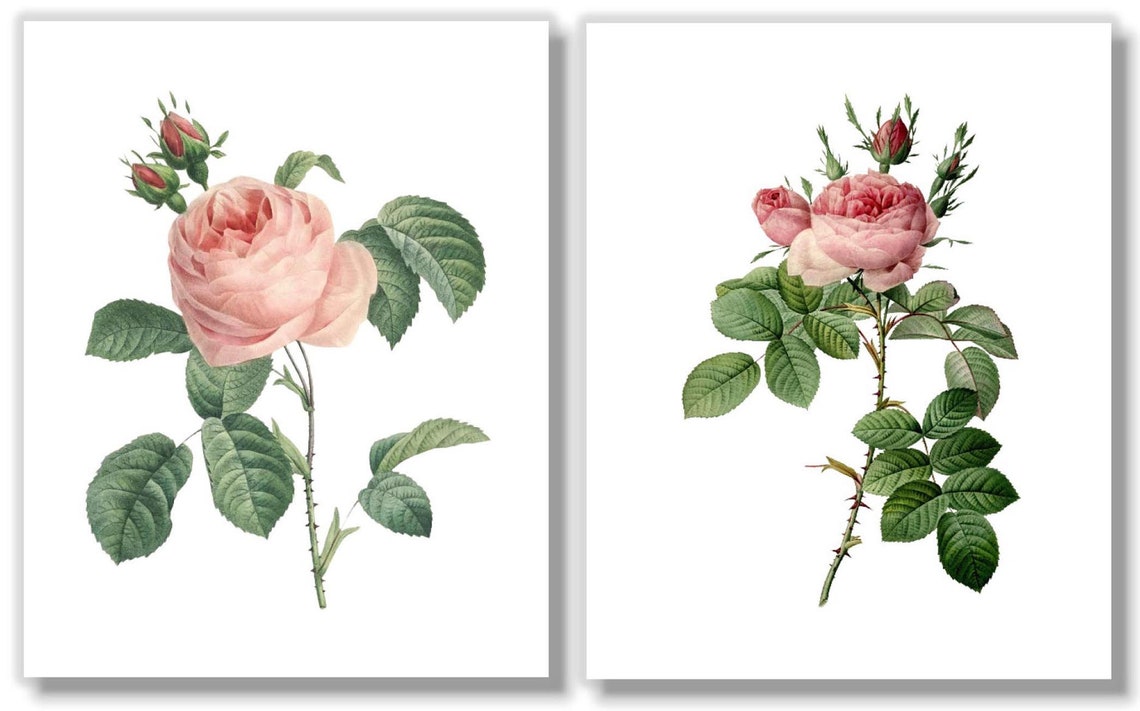 Vintage Pink Roses Wall Art Prints Botanical Prints Floral | Etsy
