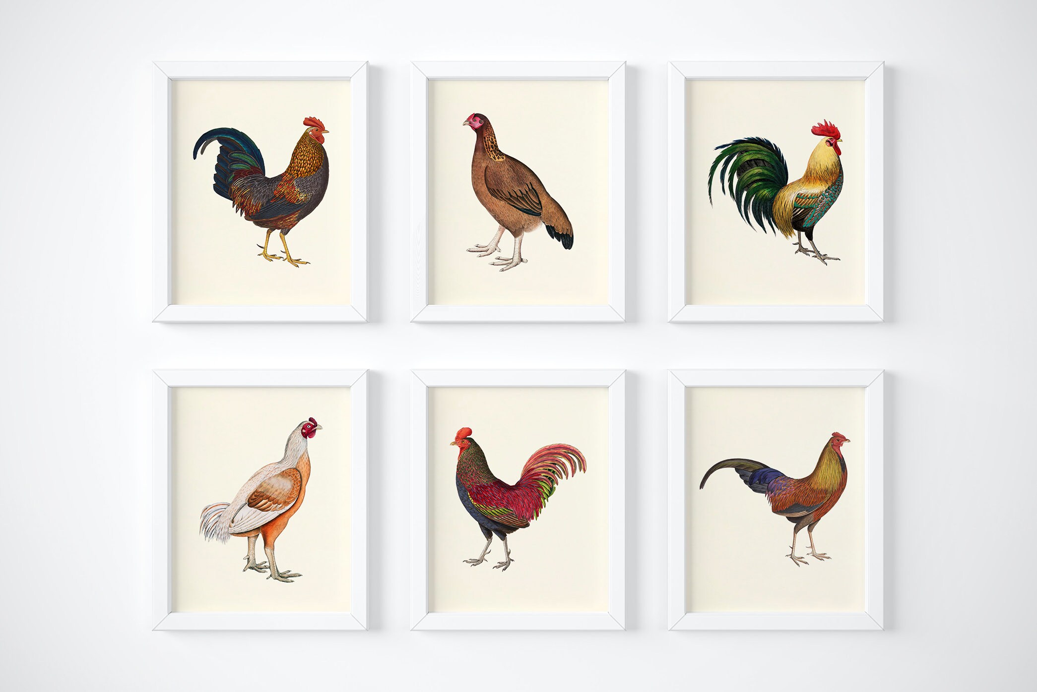 Vintage Rooster & Chicken Art Prints Farm Animal Wall Decor - Etsy