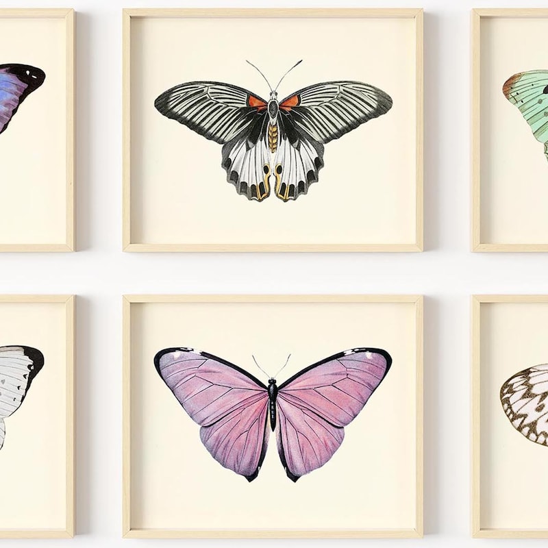 Butterfly Art Print - Etsy