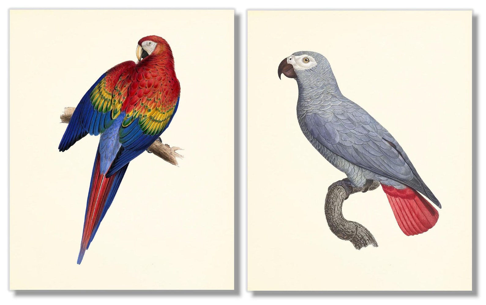 Parrot Art Prints Set of 6 Bird Wall Art Tropical Wall - Etsy