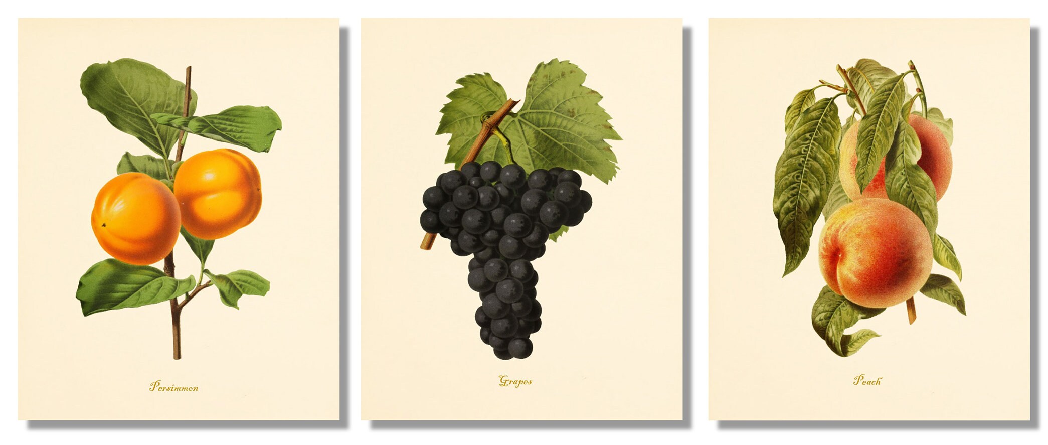 Vintage Fruit Art Prints Set of 6 Kitchen Wall Art Decor | Etsy