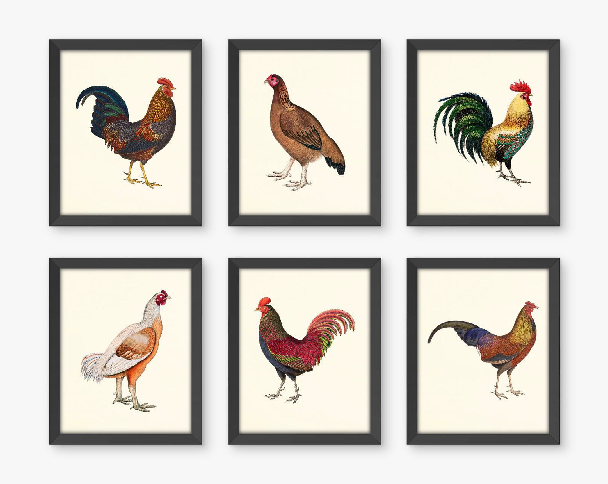 Vintage Rooster & Chicken Art Prints Farm Animal Wall Decor - Etsy