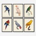 Parrot Art Prints - Set of 6 - Bird Wall Art - Tropical Wall Art ...