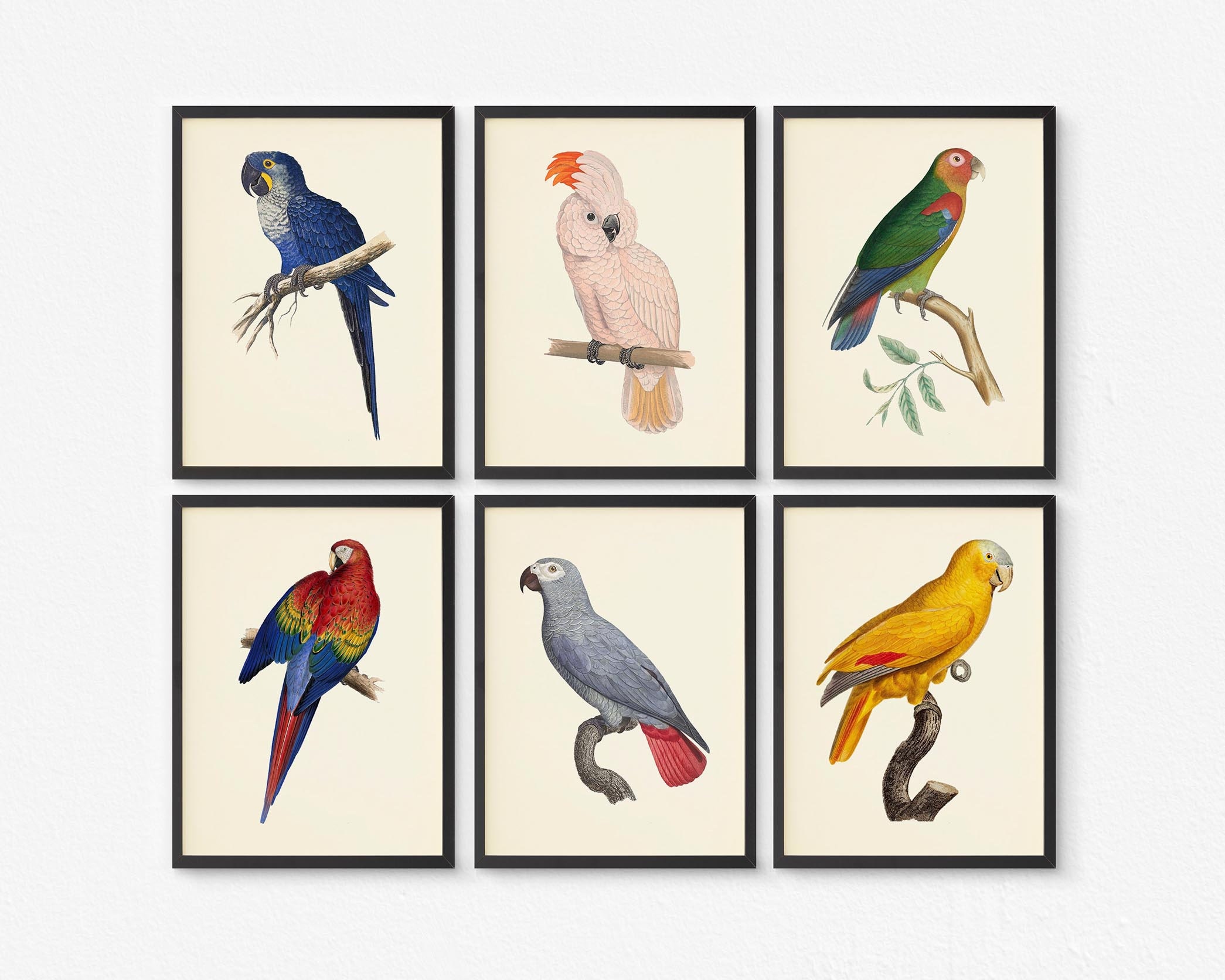 Parrot Art Prints Set of 6 Bird Wall Art Tropical Wall - Etsy