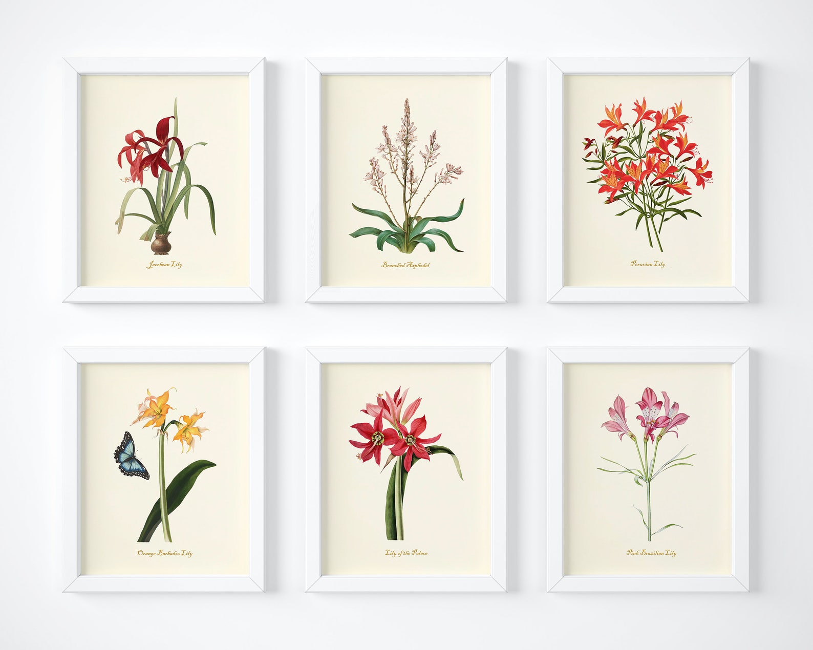Lily Flower Prints - Botanical Wall Art - Set of 6 - Flower Wall Art ...