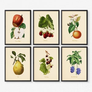 Vintage Fruit Art Prints (set of 6) - Kitchen Wall Decor - Botanical ...