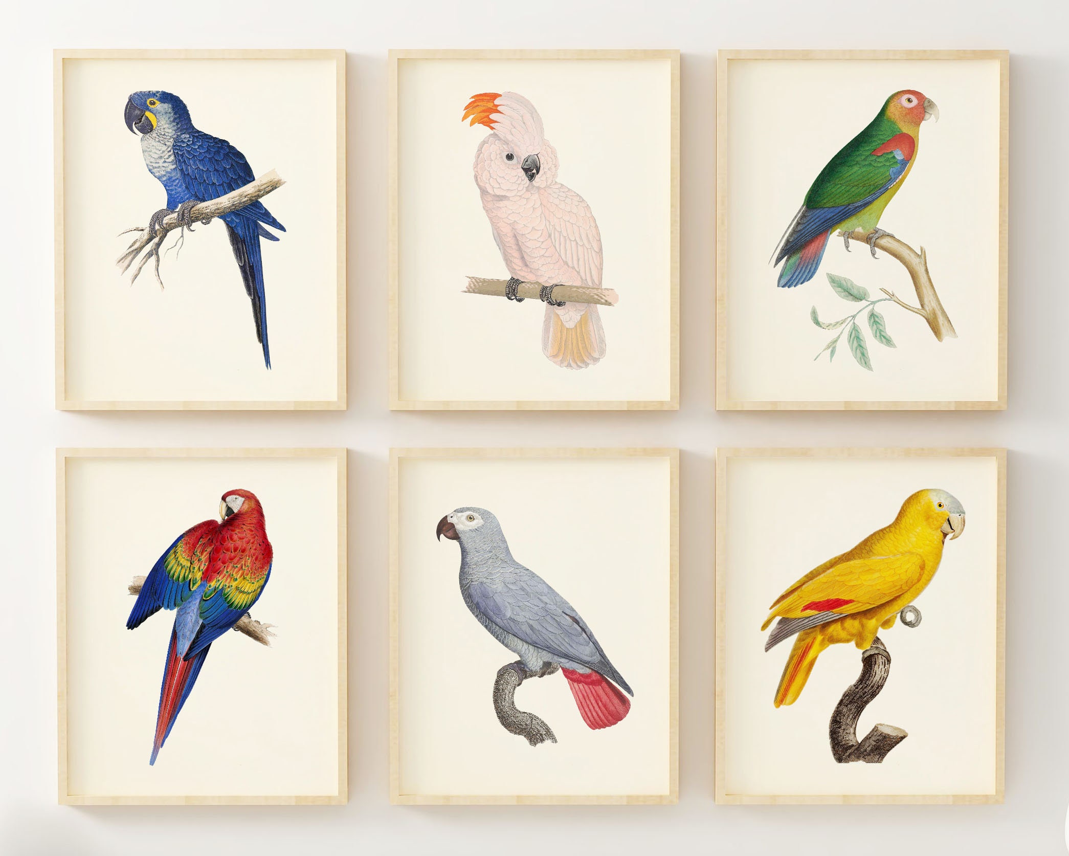 Parrot Art Prints Set of 6 Bird Wall Art Tropical Wall | Etsy