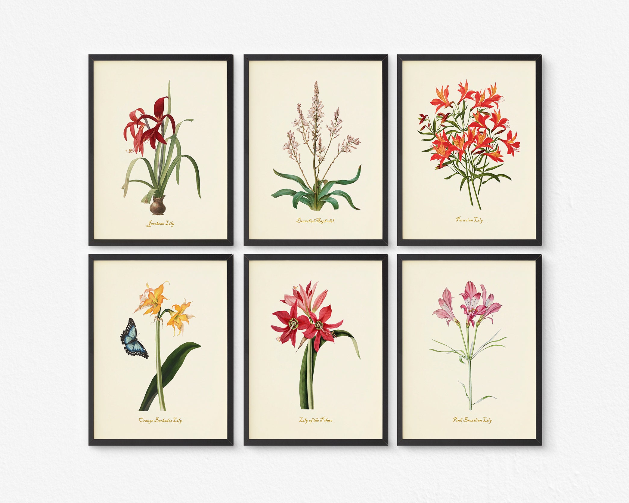Lily Flower Prints - Botanical Wall Art - Set of 6 - Flower Wall Art ...