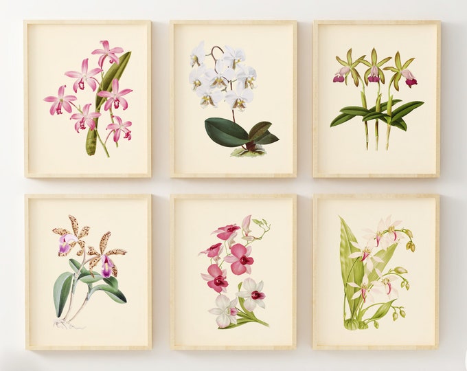 Vintage Botanical Orchid Print White Flower Wall Art Cottage Decor ...