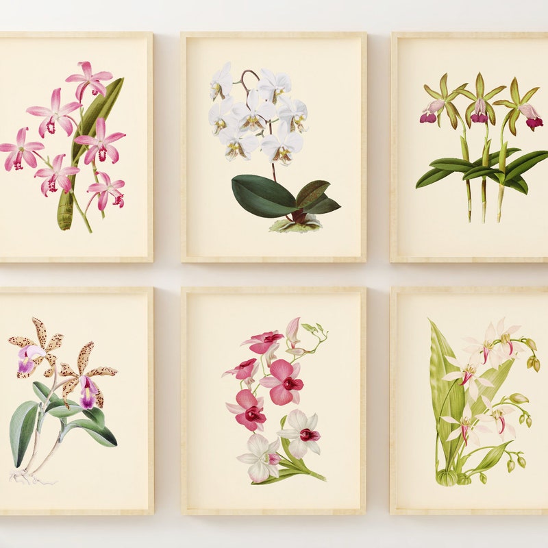 Orchid Print - Etsy