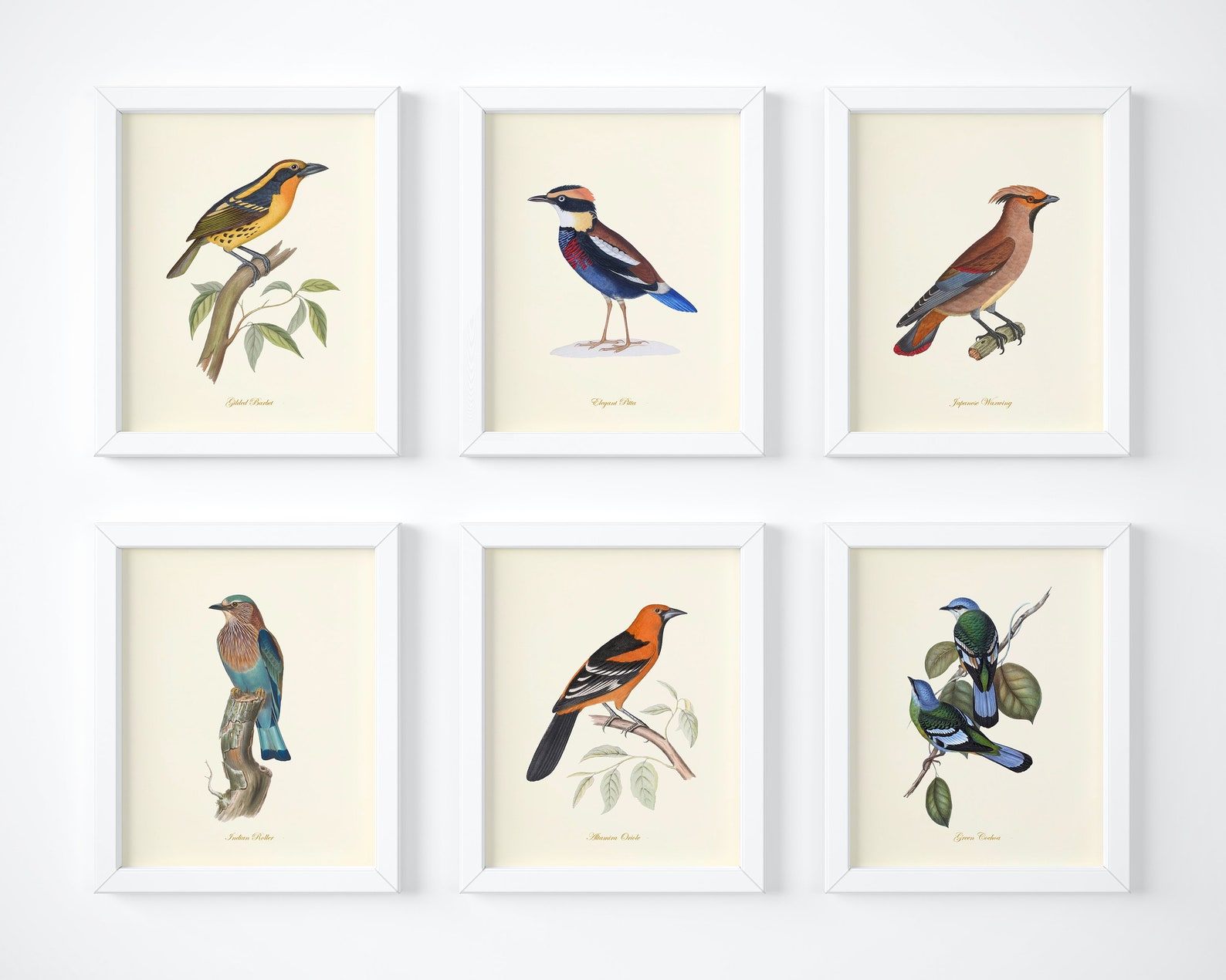 Bird Art Vintage Bird Art Prints Bird Wall Decor Birds - Etsy