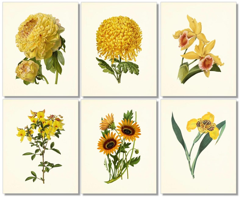 Yellow Flower Prints - Botanical Wall Art - Set of 6 - Flower Wall Art ...