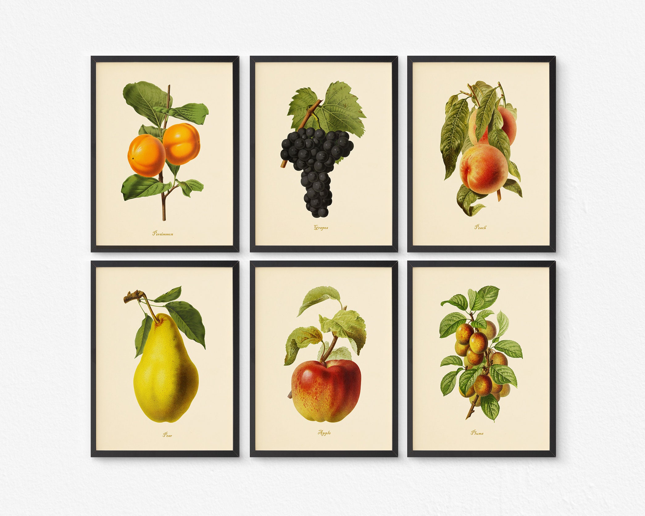 Vintage Fruit Art Prints Set of 6 Kitchen Wall Art Decor | Etsy