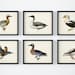 Duck Art - Bird Wall Art - Waterfowl Paintings - Giclee Wall Art ...