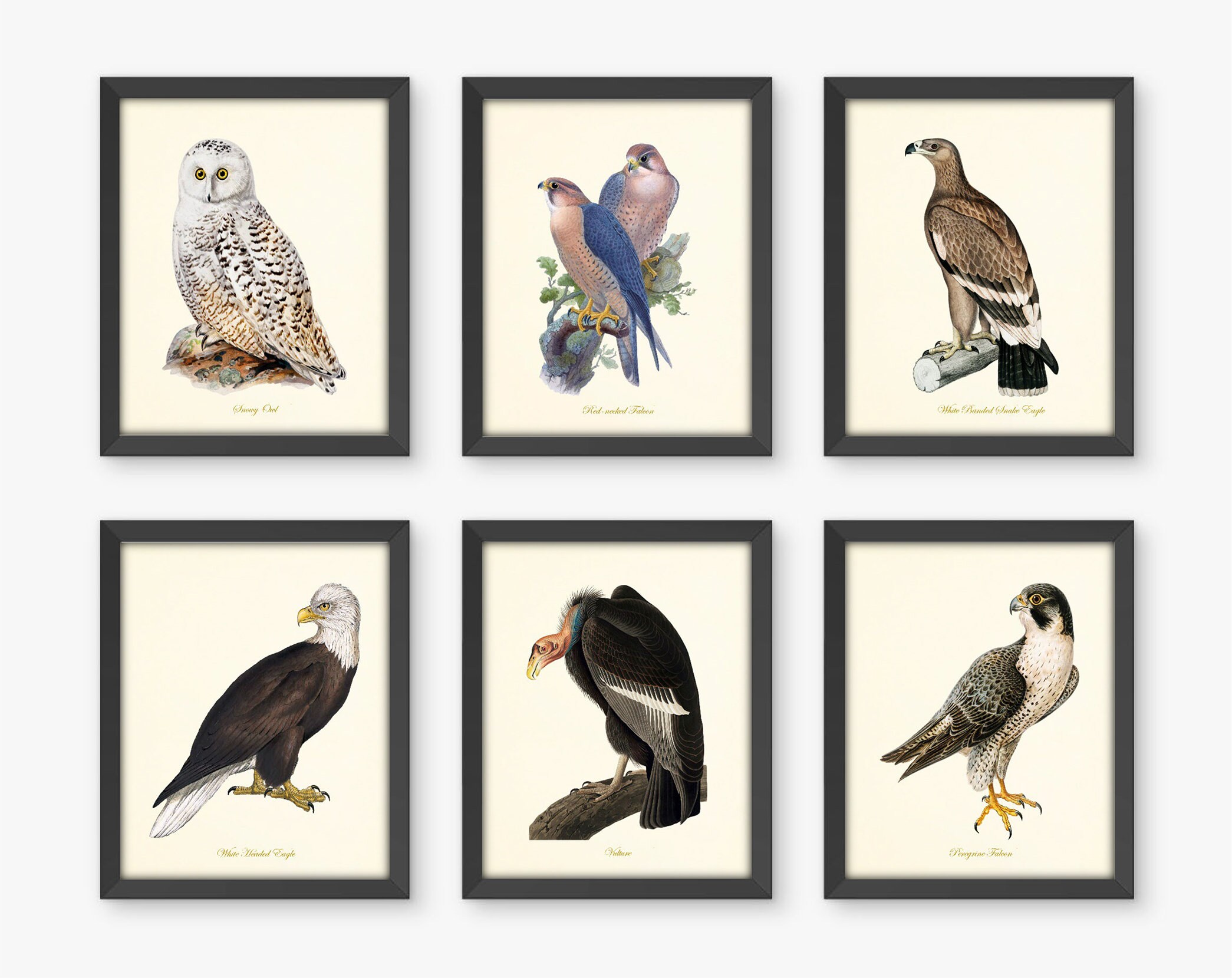 Vintage Bird Art Prints - Bird Wall Decor - Birds of Prey - Bird Art ...
