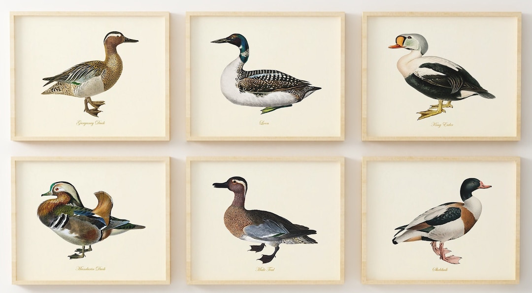 Duck Art - Bird Wall Art - Waterfowl Paintings - Giclee Wall Art ...