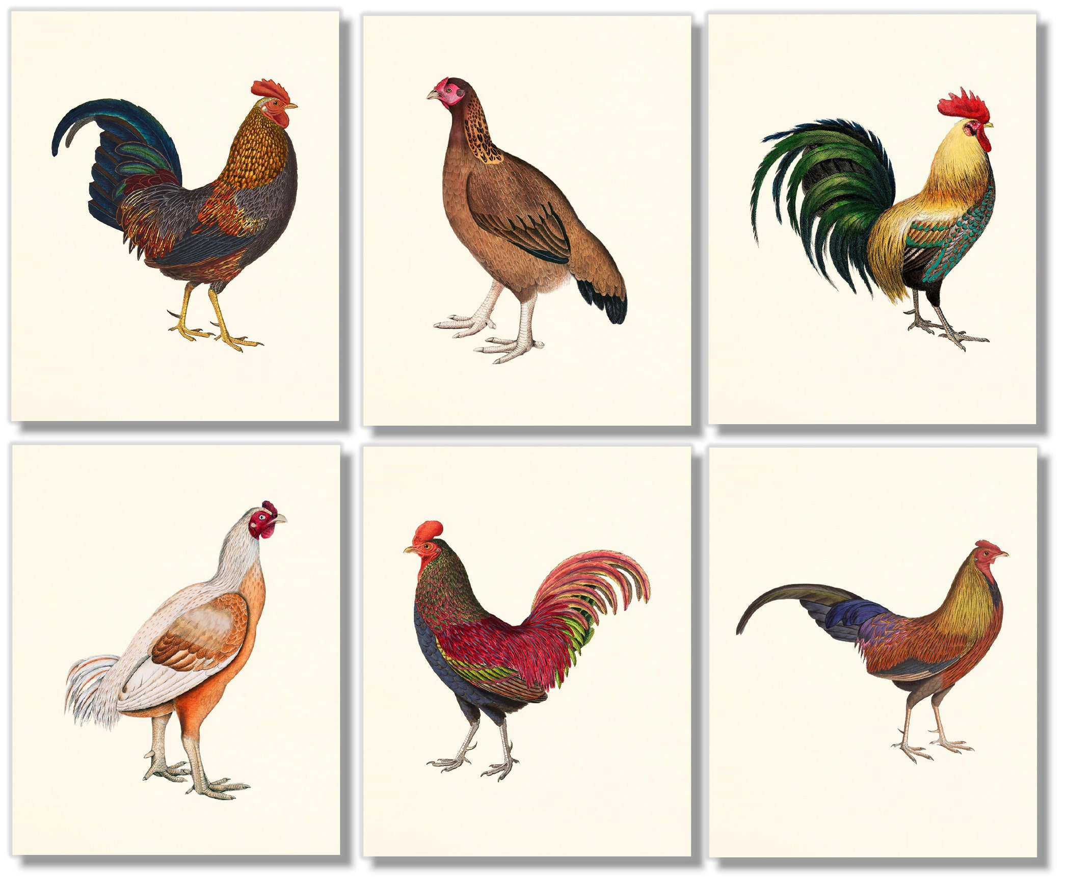 Vintage Rooster & Chicken Art Prints Farm Animal Wall Decor - Etsy