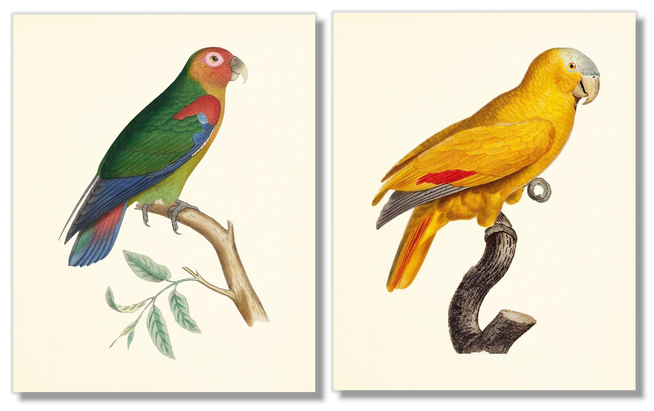 Parrot Art Prints Set of 6 Bird Wall Art Tropical Wall | Etsy