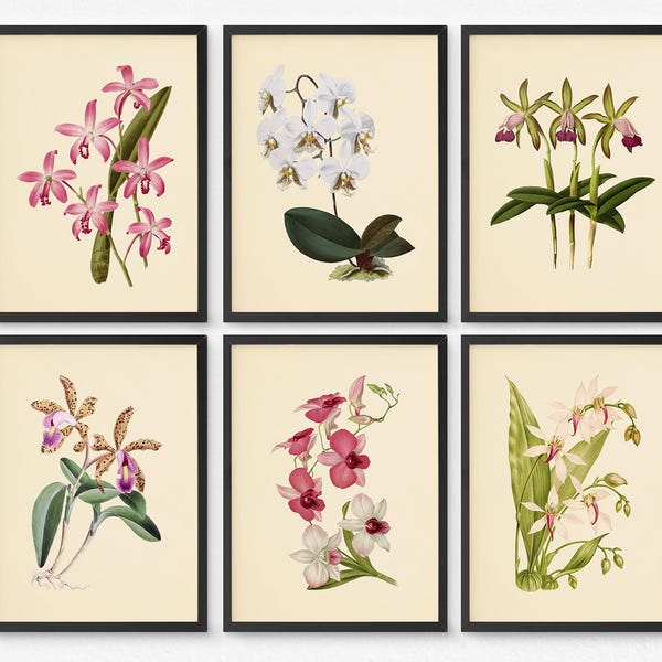 Orchid Wall Art - Etsy