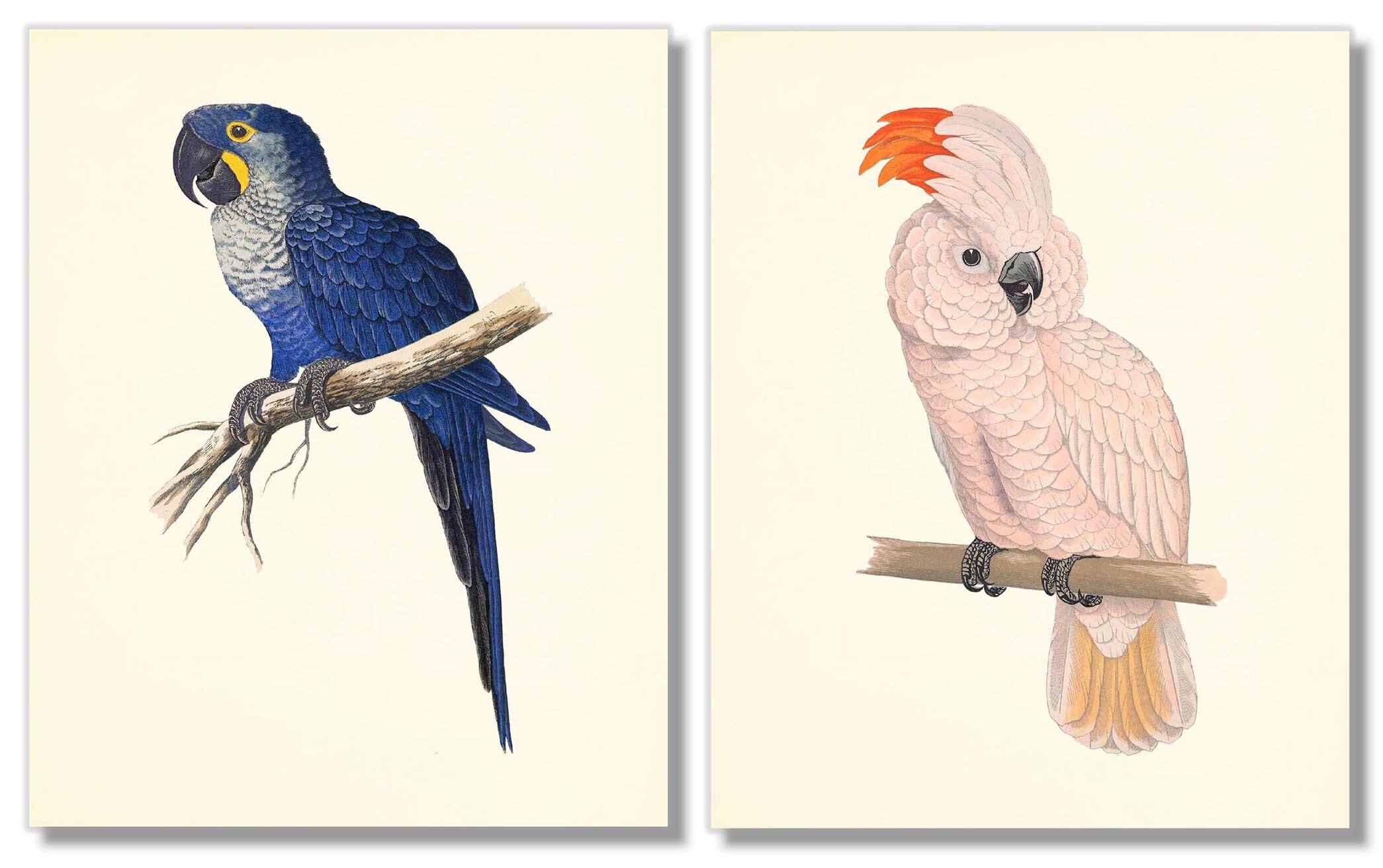 Parrot Art Prints Set of 6 Bird Wall Art Tropical Wall | Etsy