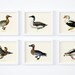 Duck Art - Bird Wall Art - Waterfowl Paintings - Giclee Wall Art ...