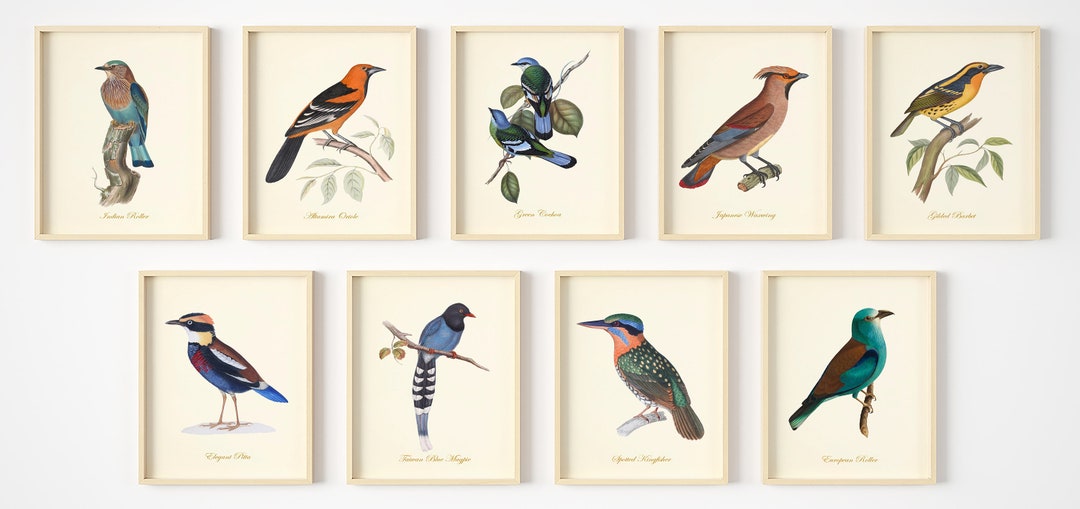 Bird Art - Vintage Bird Art Prints - Bird Wall Decor - Classic Audubon ...