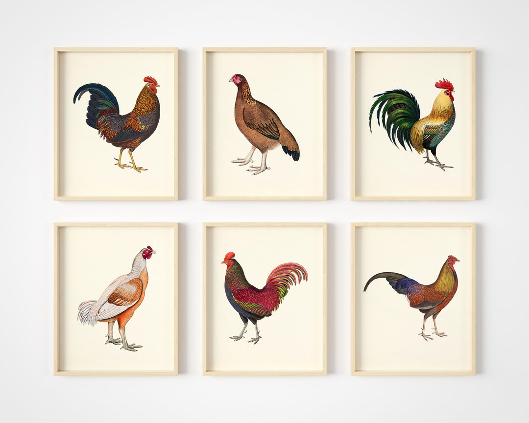 Vintage Rooster & Chicken Art Prints - Farm Animal Wall Decor ...