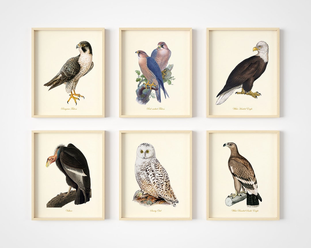 Vintage Bird Art Prints - Bird Wall Decor - Birds of Prey - Bird Art ...