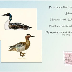 Duck Art - Bird Wall Art - Waterfowl Paintings - Giclee Wall Art ...