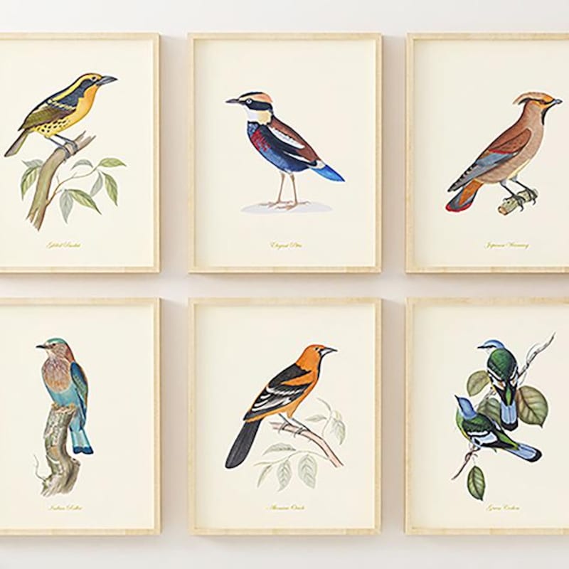 Vintage Bird Prints - Etsy