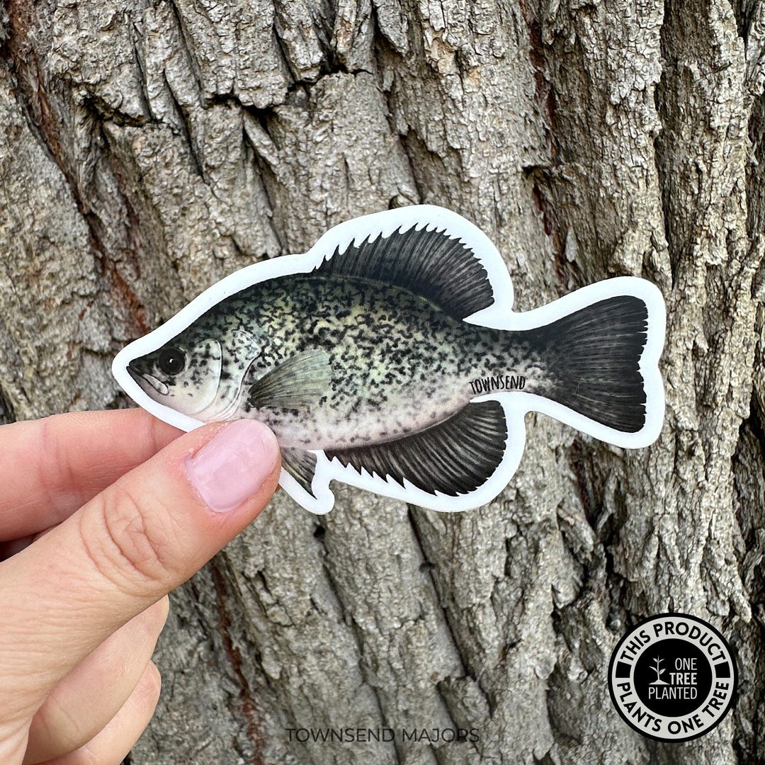 Crappie Fish Vinyl Sticker - Perfect for Outdoorsman - Etsy