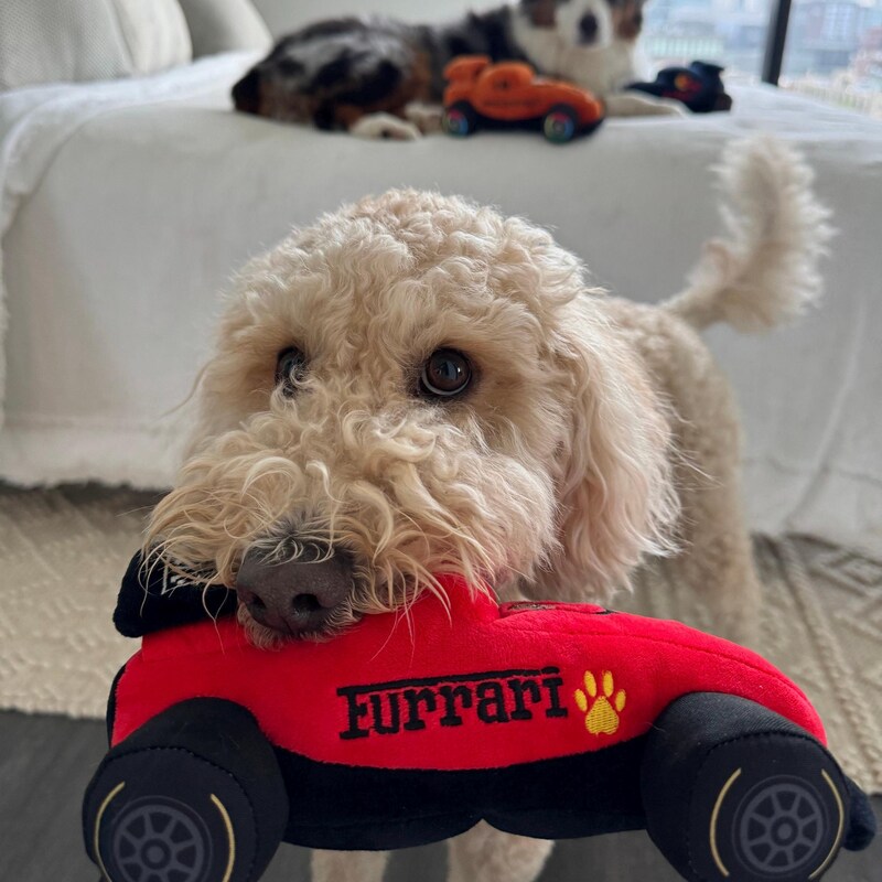 Dog Race Car Toy - Etsy