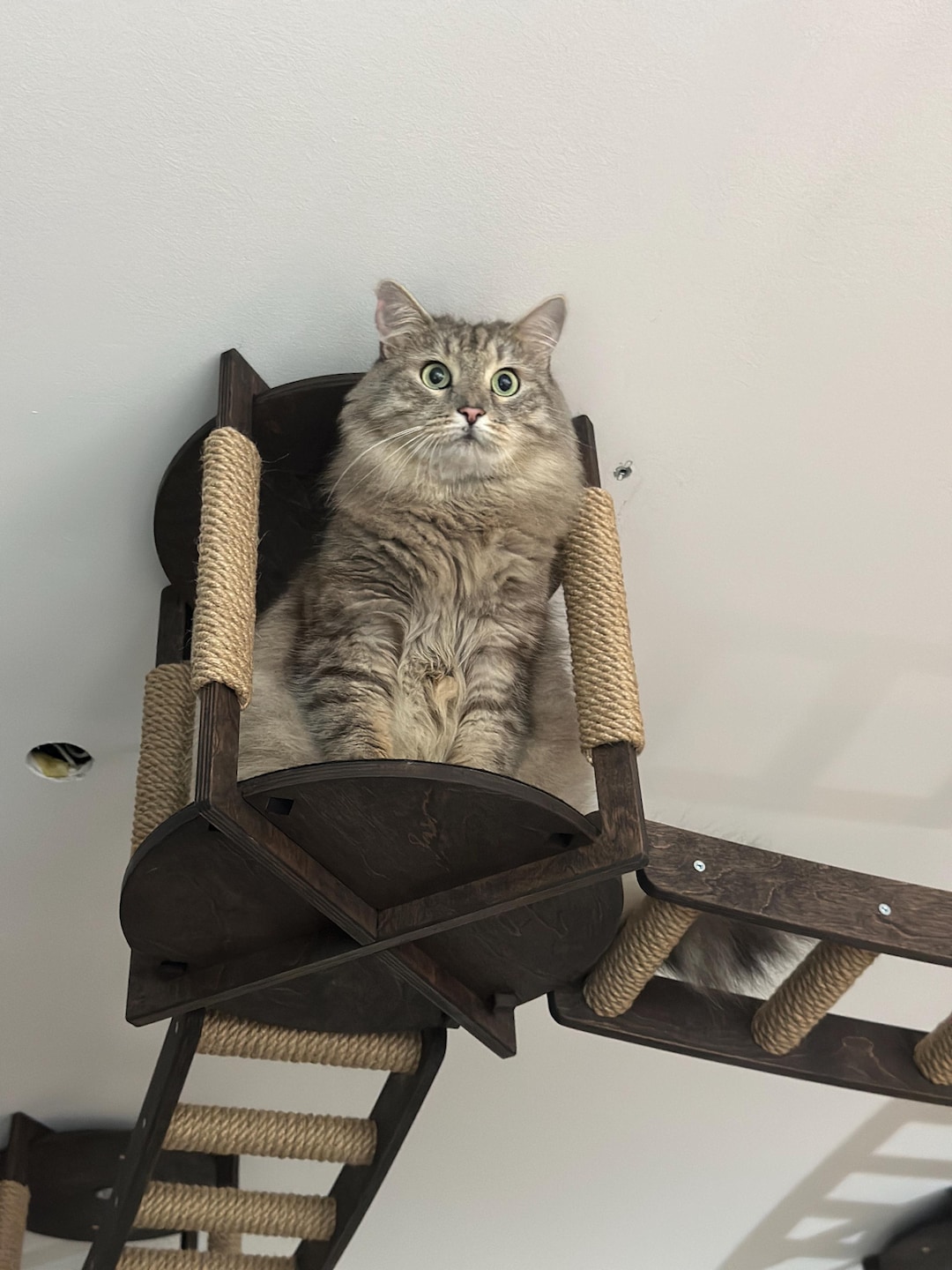 Set of 4 Hanging Cat Houses and 4 Ceiling Bridges – Modular Cat ...