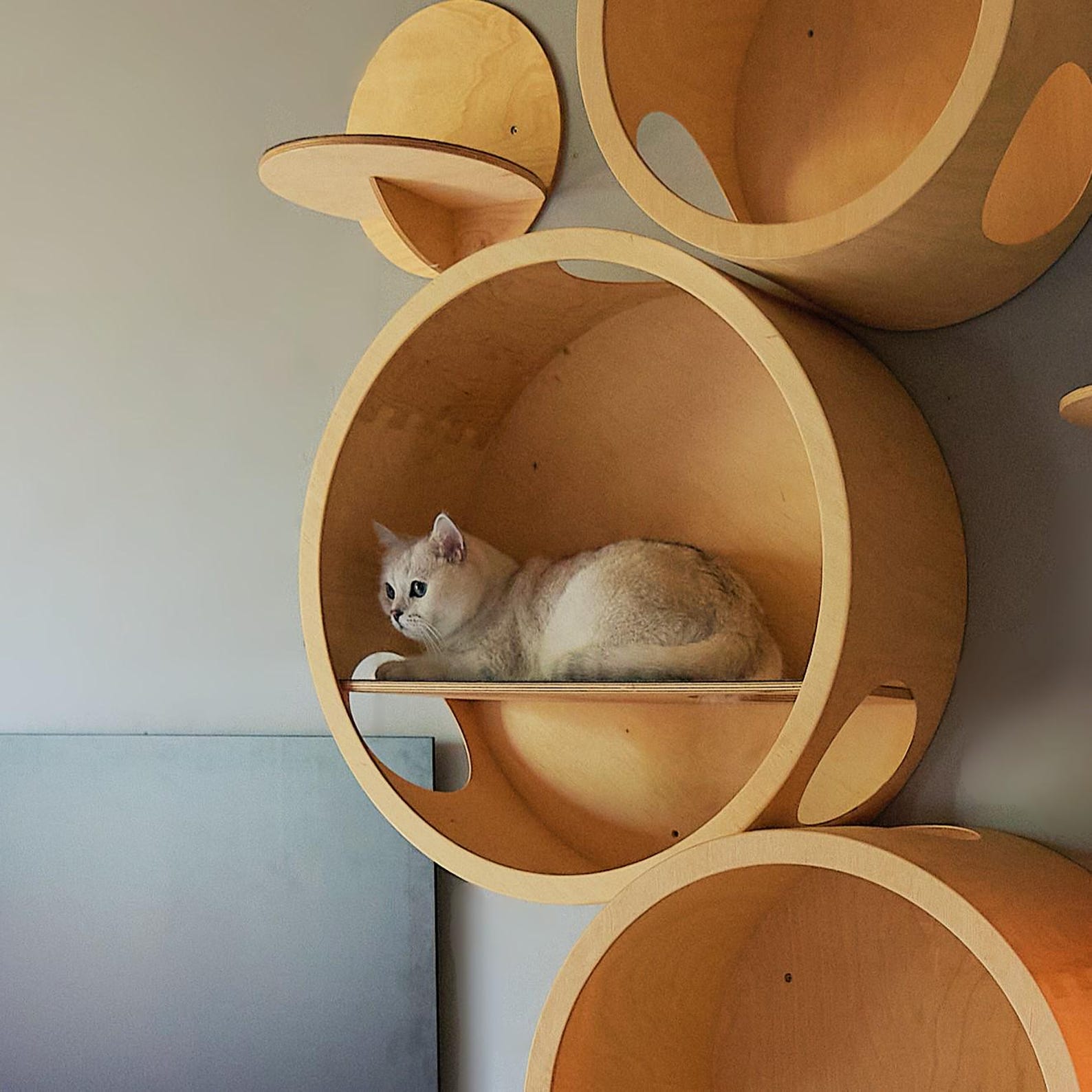 SET of 11 ITEMS for CATS - Etsy