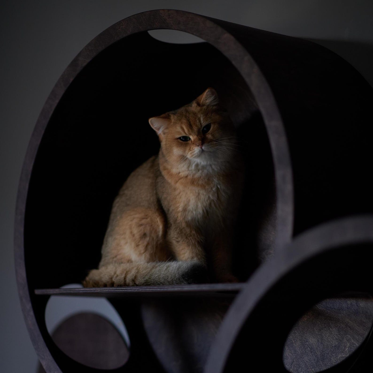 SET of 10 ITEMS for CATS - Etsy