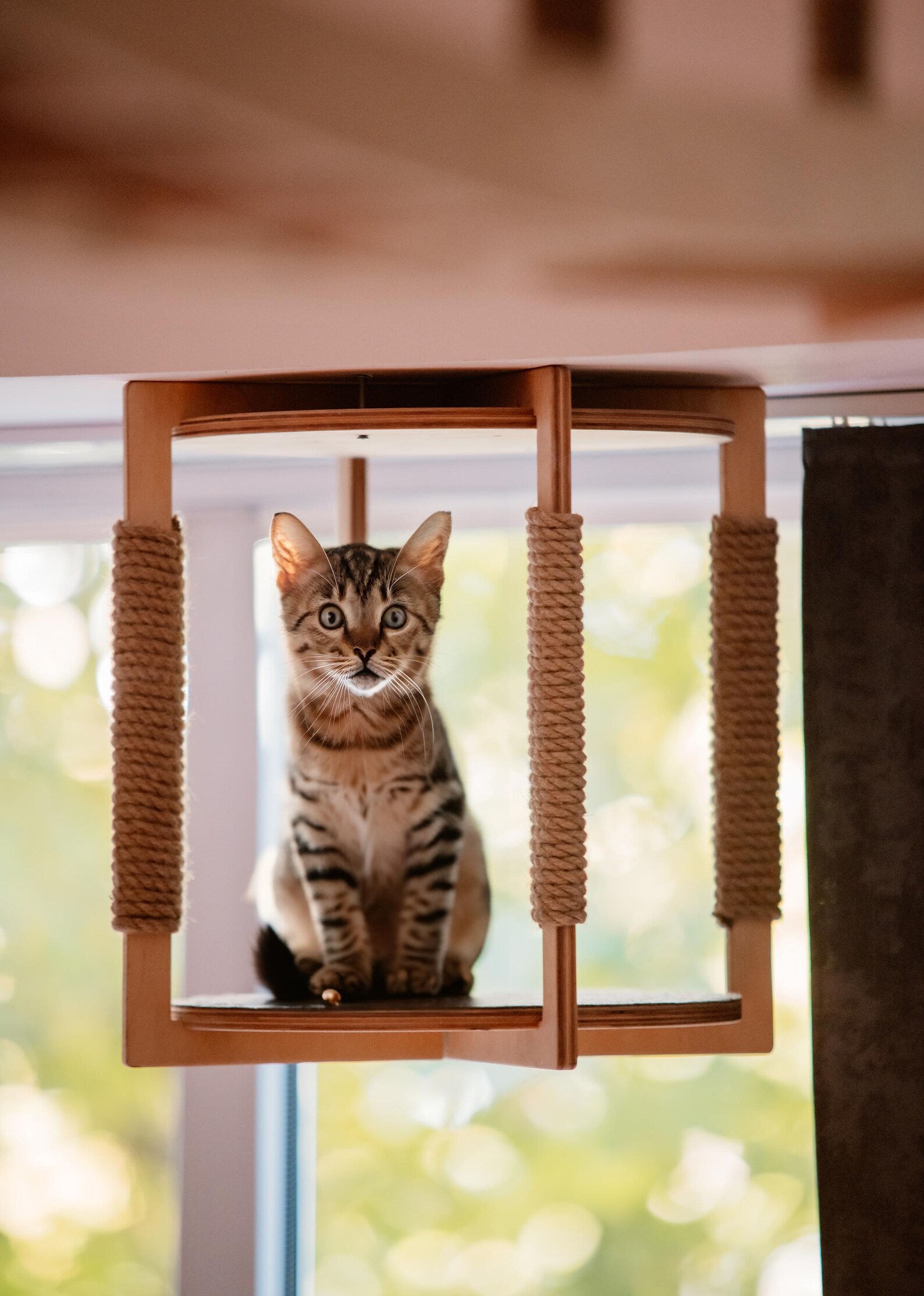 Set of 4 Hanging Cat Houses & Ceiling Bridges – Modular Cat Play Zone ...