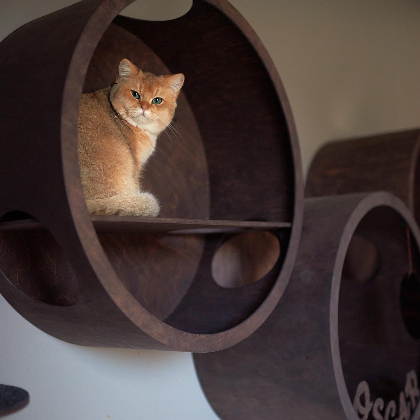 SET of 10 ITEMS for CATS - Etsy