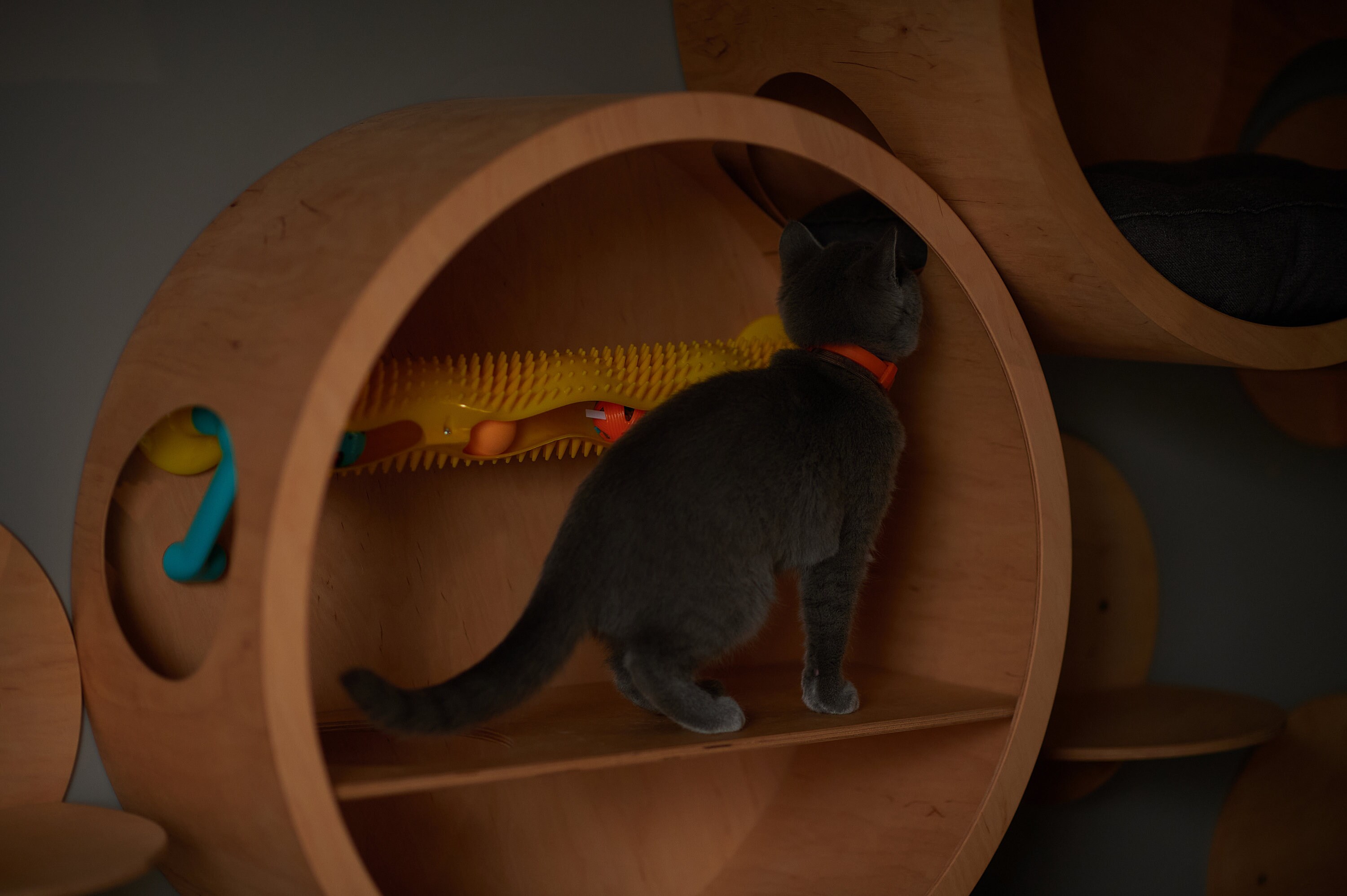 Natuurlijke Kattenplank, Modern Kattenmeubilair, Aangepast Kussen ...