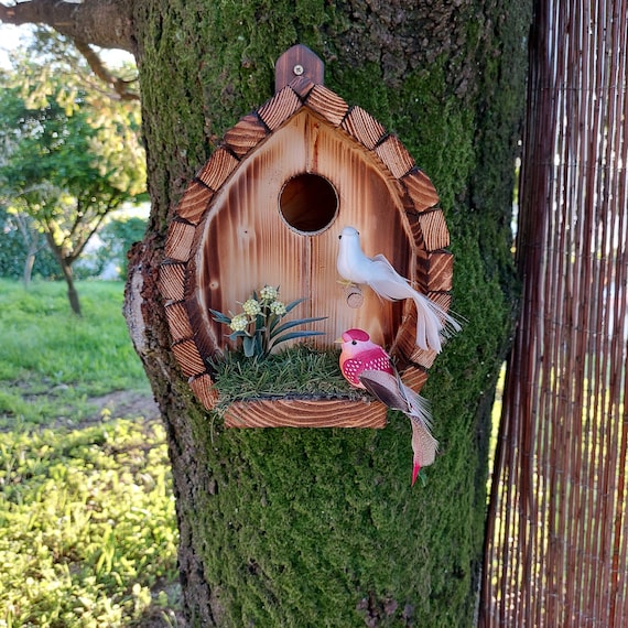 Wild Parakeet Nest