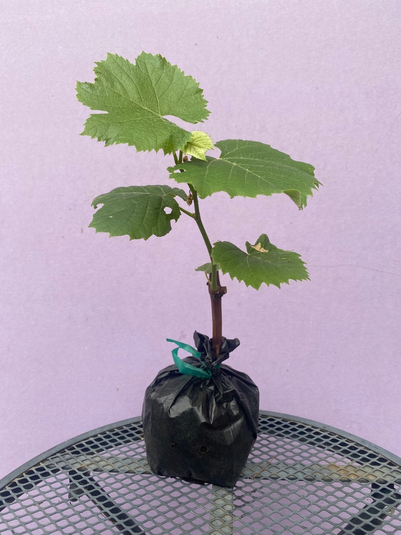Favorful Golden Muscat Grape Plant - Etsy