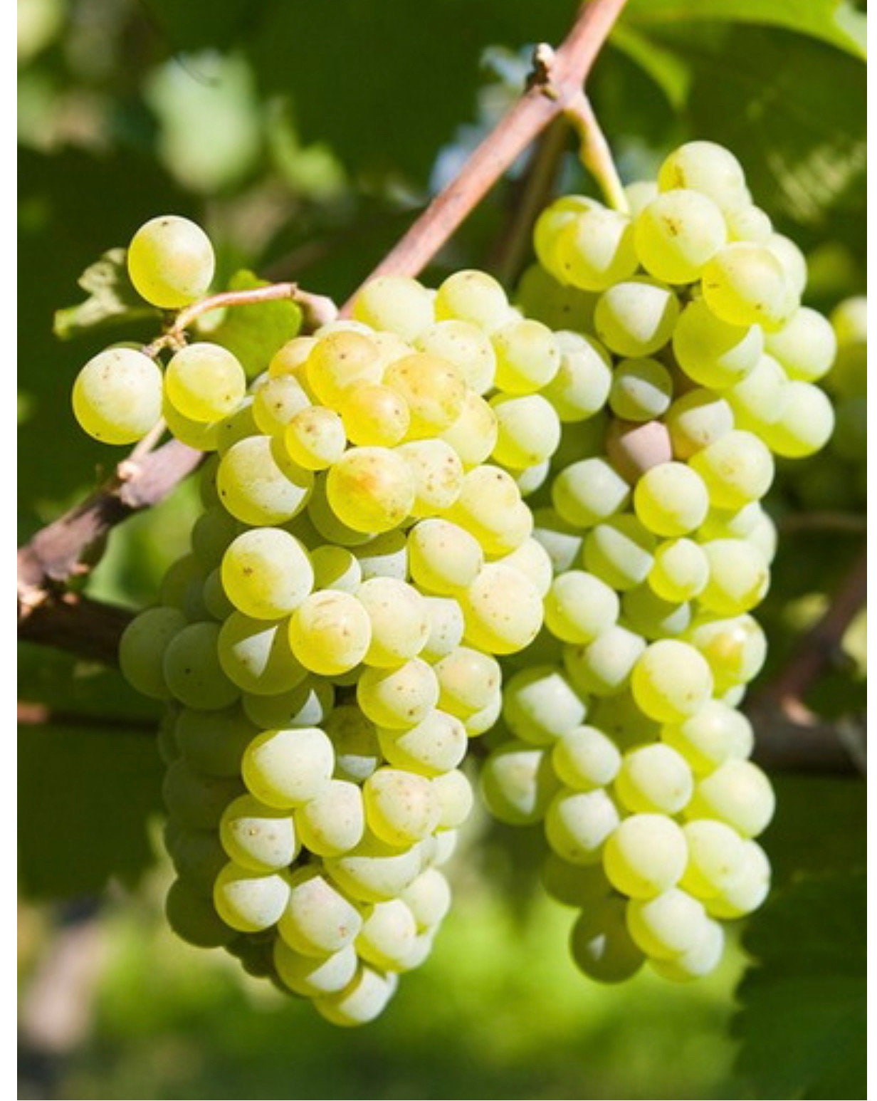 Seedless Crunchy Lakemont Grape Plant - Etsy